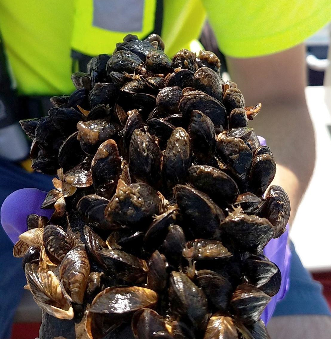 “The Impact”: Invasive Mussels, Murder Hornets, Sunburn Plant, Sunshine ...